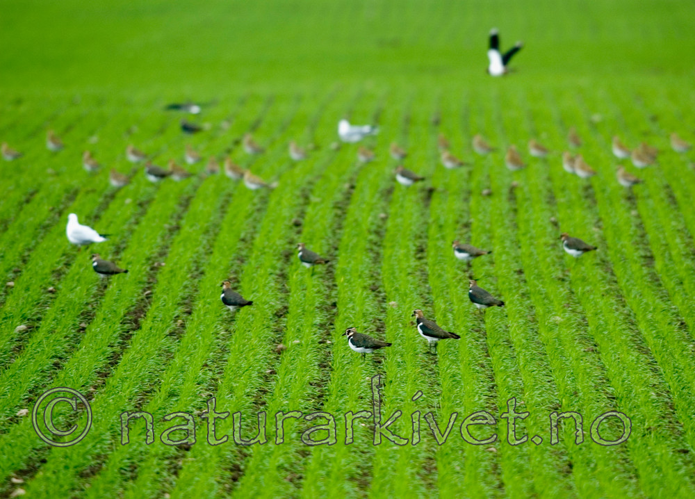 Larus canus / Fiskemåke (VU) Pluvialis apricaria / Heilo (NT) Vanellus ...